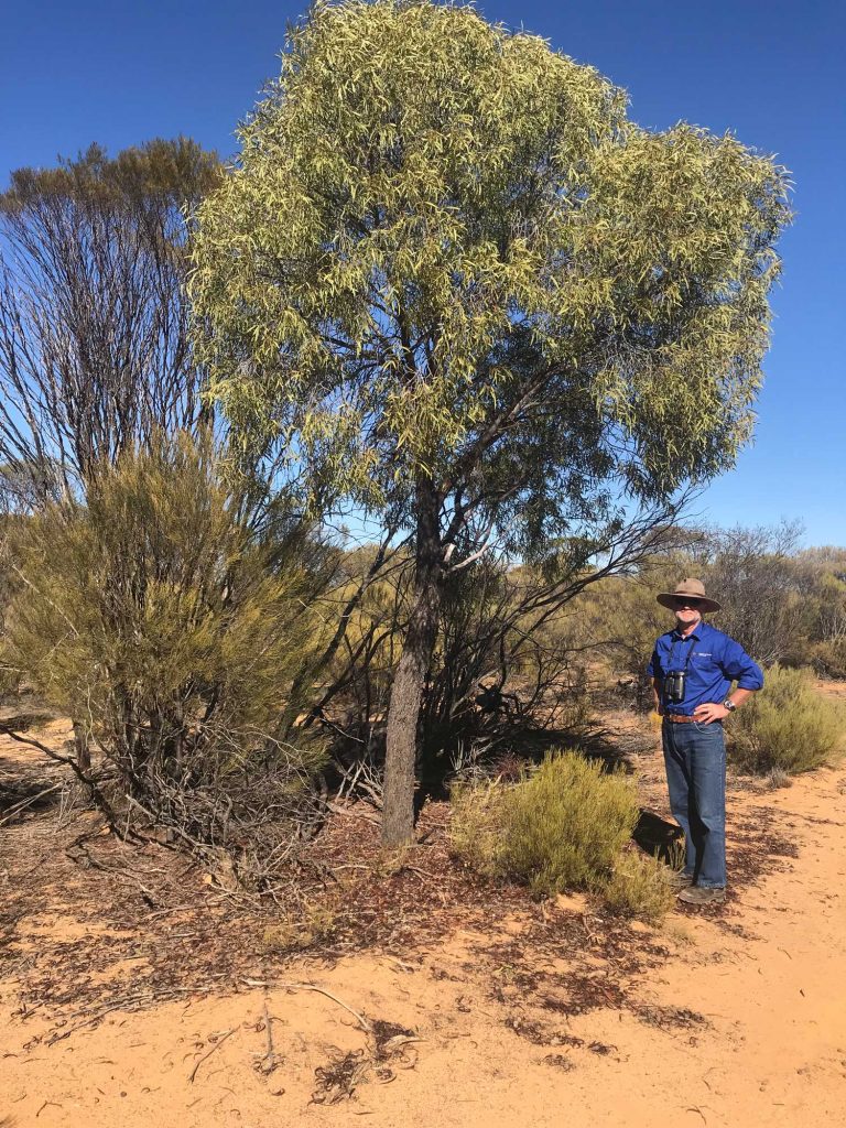 Ecological research: saving the sandalwood tree | Insight