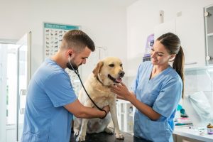 How to become a vet | Insight – Charles Sturt University