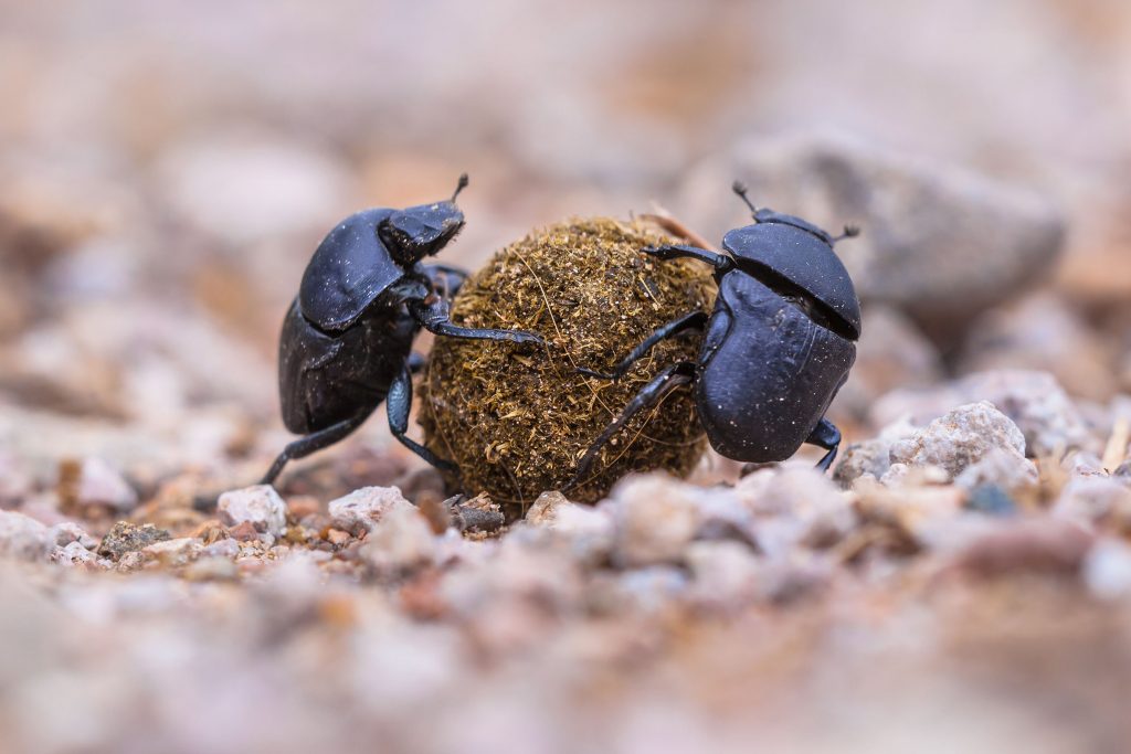 How the humble dung beetle engineers better ecosystems in Australia