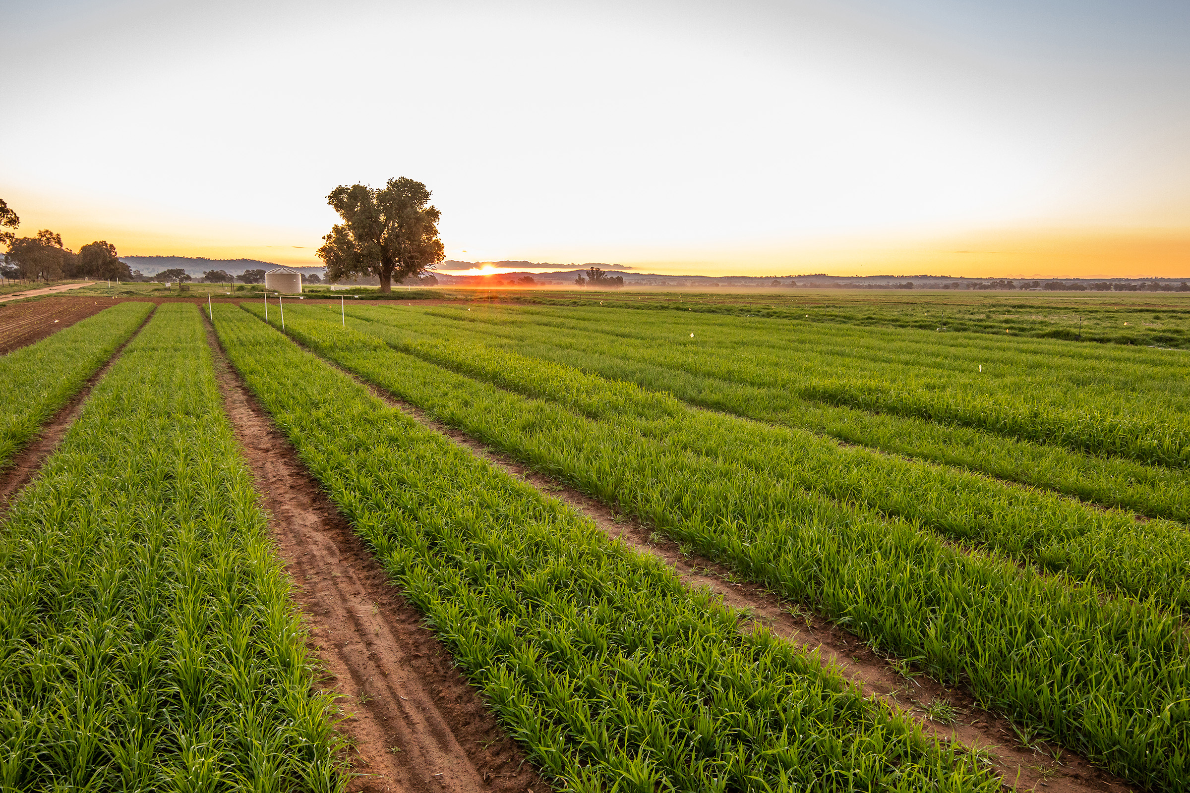 Carbon neutral farming: sustainability in Australian agriculture ...