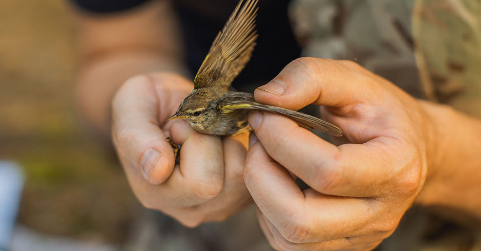 Working with wildlife: 11 career ideas to go wild for | Insight ...