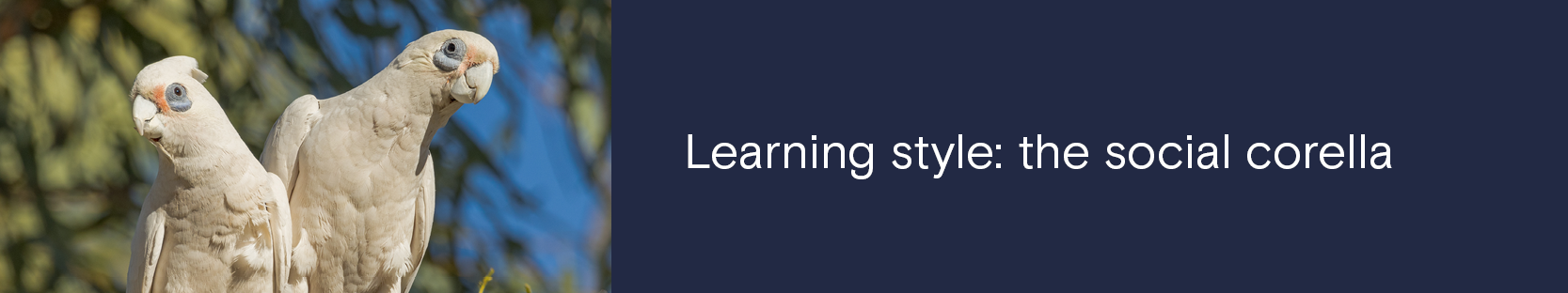 What's your learning style? | Insight – Charles Sturt University
