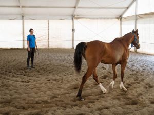 Working with horses: 7 career ideas for taking the reins | Insight ...
